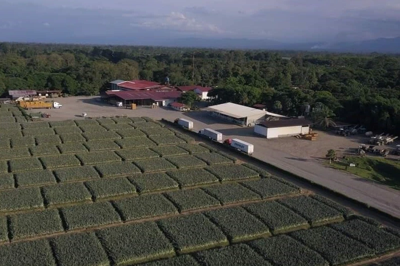 Agroindustrial Bananera del Caribe S.A.