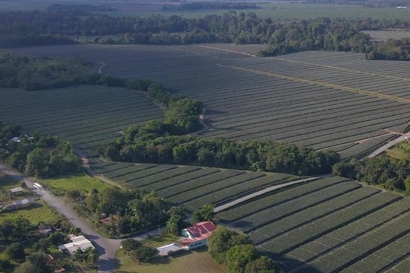 Agroindustrial Bananera del Caribe S.A.